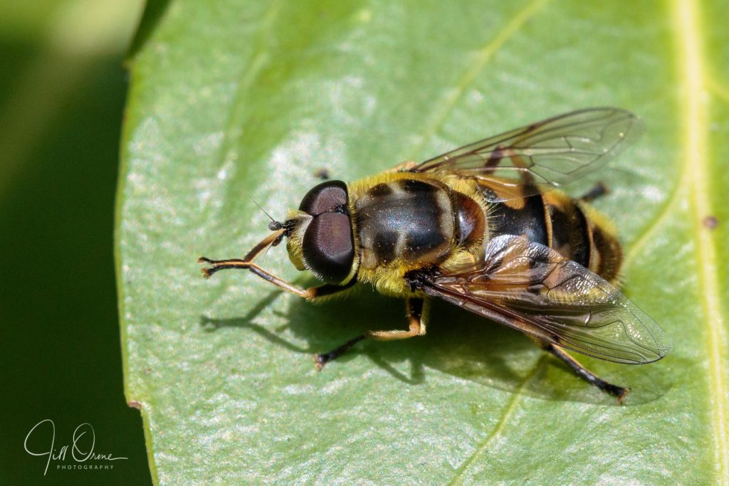 Batman – Jill Orme Photography