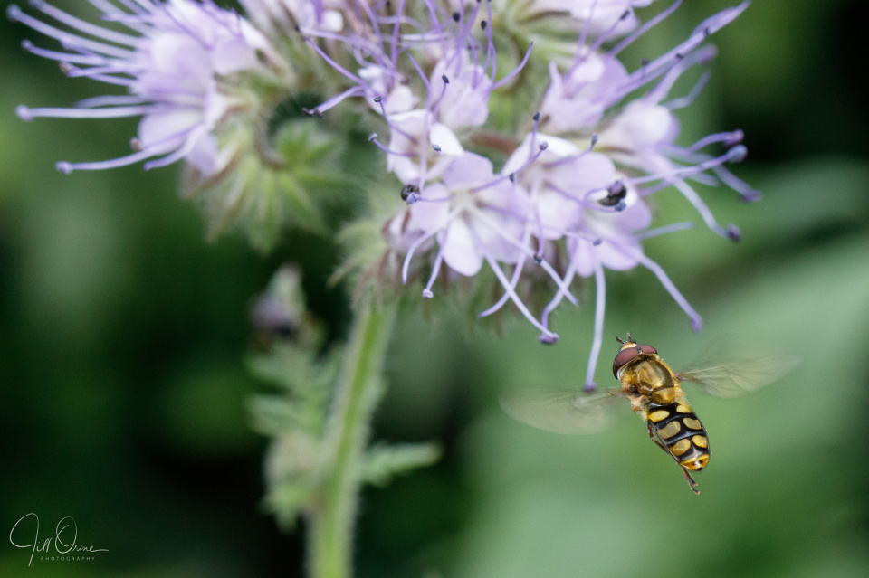 Attraction – Jill Orme Photography