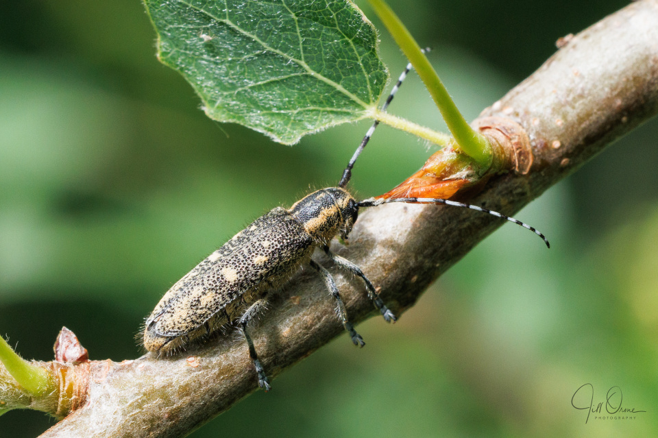 Small Poplar Borer – Jill Orme Photography