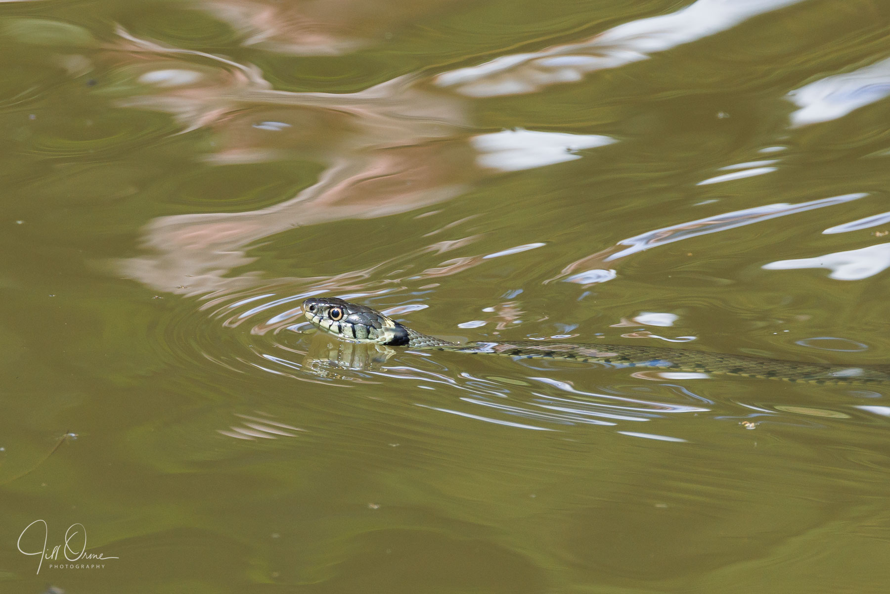 Drama – Jill Orme Photography