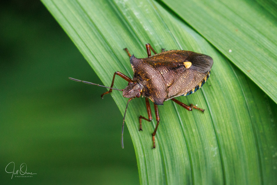 Bronzed – Jill Orme Photography