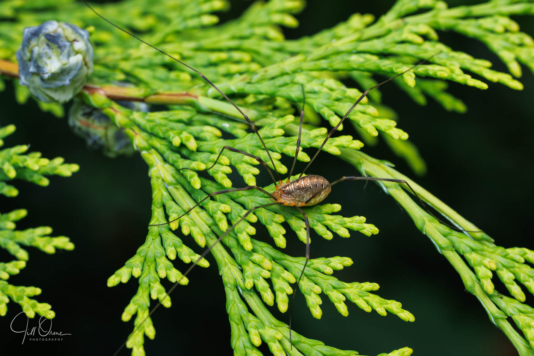 Bronzed – Jill Orme Photography