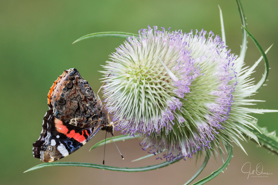 A flutter of Admirals – Jill Orme Photography