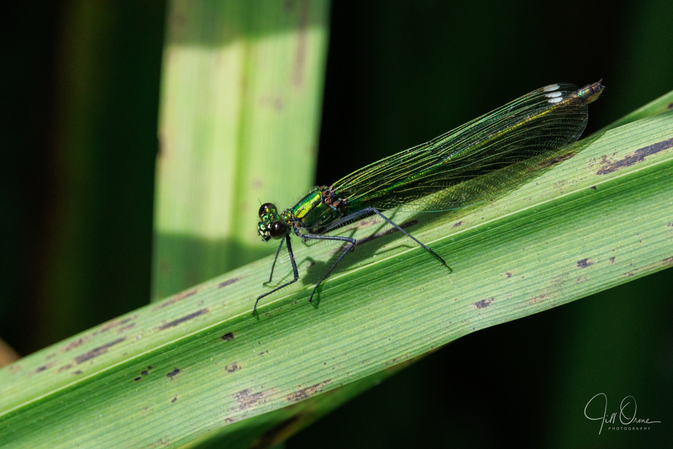 Verdant – Jill Orme Photography