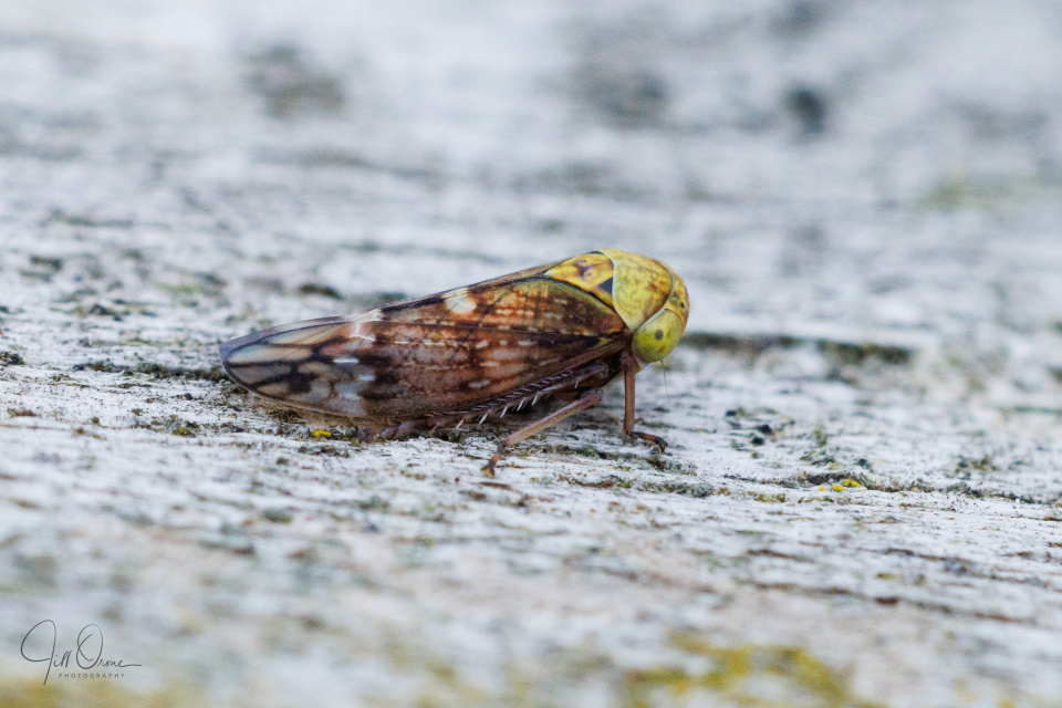 Acericerus – Jill Orme Photography