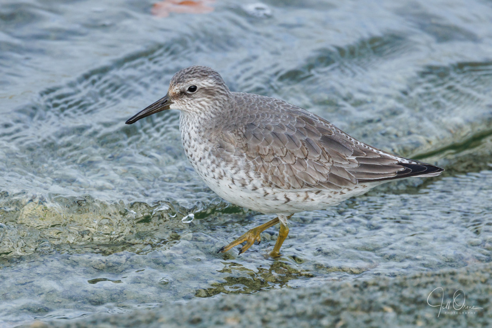 Knotty – Jill Orme Photography