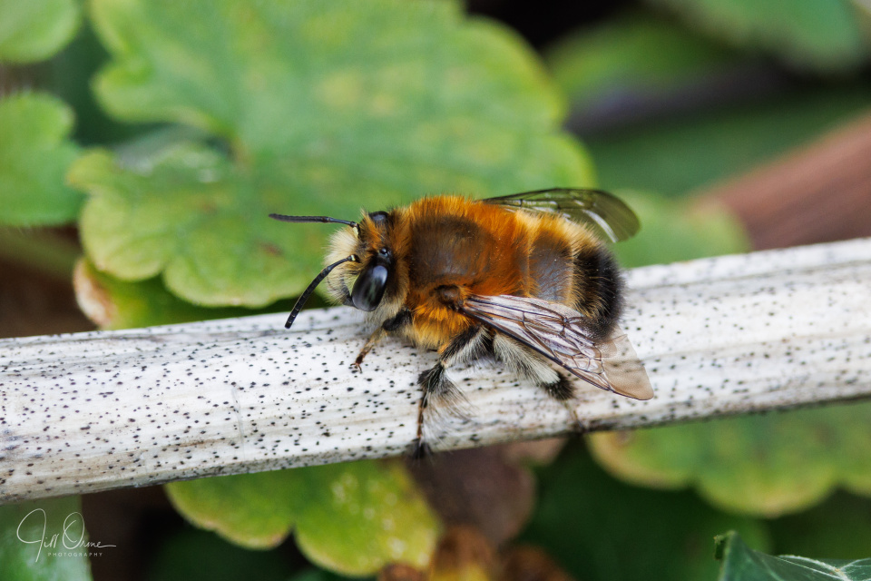 Fine – Jill Orme Photography