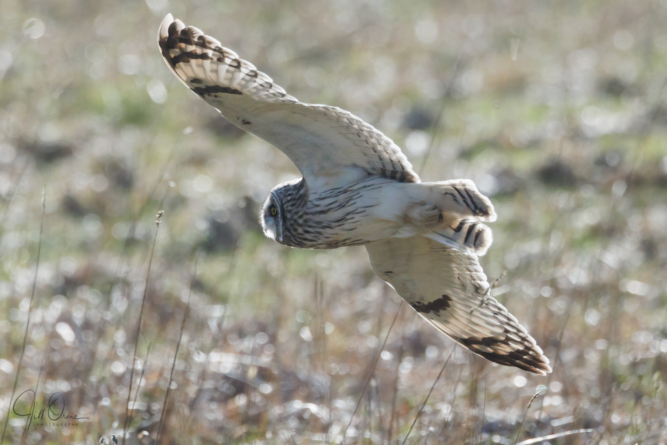 Tension – Jill Orme Photography