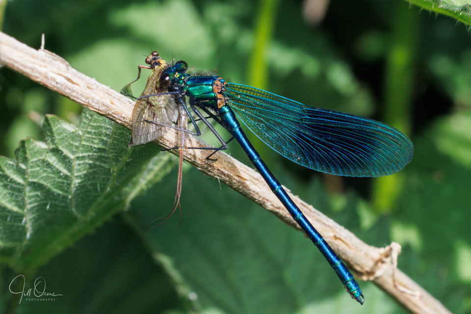 Brutal – Jill Orme Photography